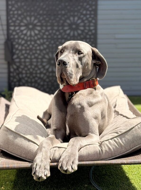 Buy and sell Great Dane puppies and dogs online | Great Dane Owners