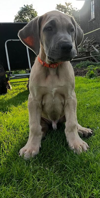 Buy and sell Great Dane puppies and dogs online | Great Dane Owners